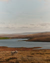 The REAL SHETLAND | Navygrey